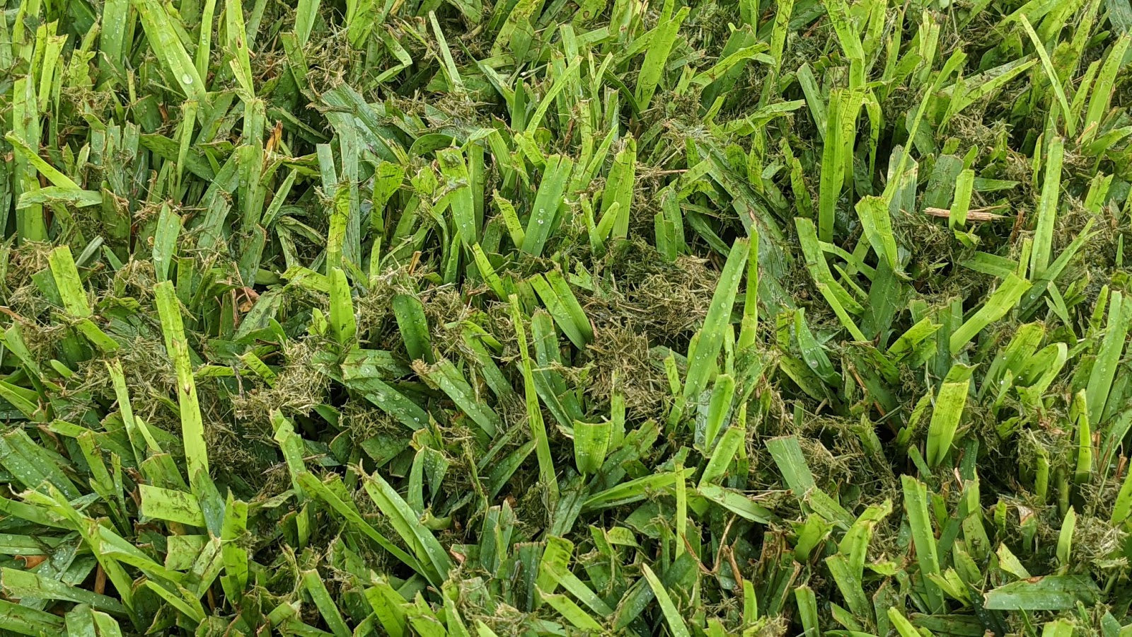 I Nearly Destroyed My Lawn (with pictures) | The Lawn Care Nut ...