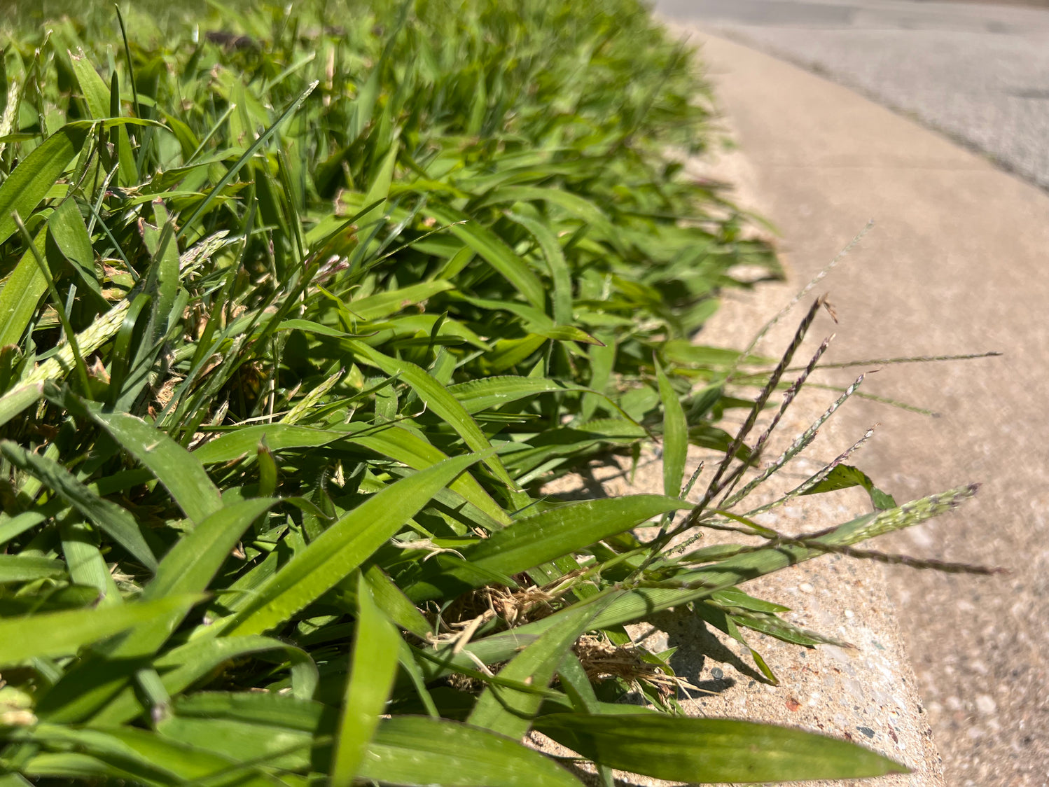 Seeding Cool Season Lawns In Spring | The Lawn Care Nut – LawnCareNut