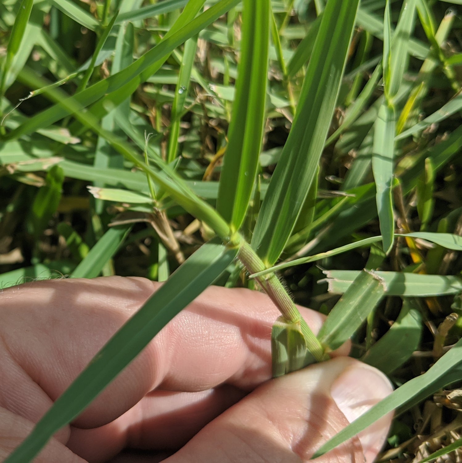 How To Get Rid of Torpedo Grass In Your Lawn | The Lawn Care Nut ...
