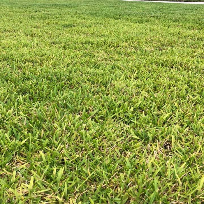 Take All Patch - Root Rot - Disease in St Augustine Grass Lawns ...