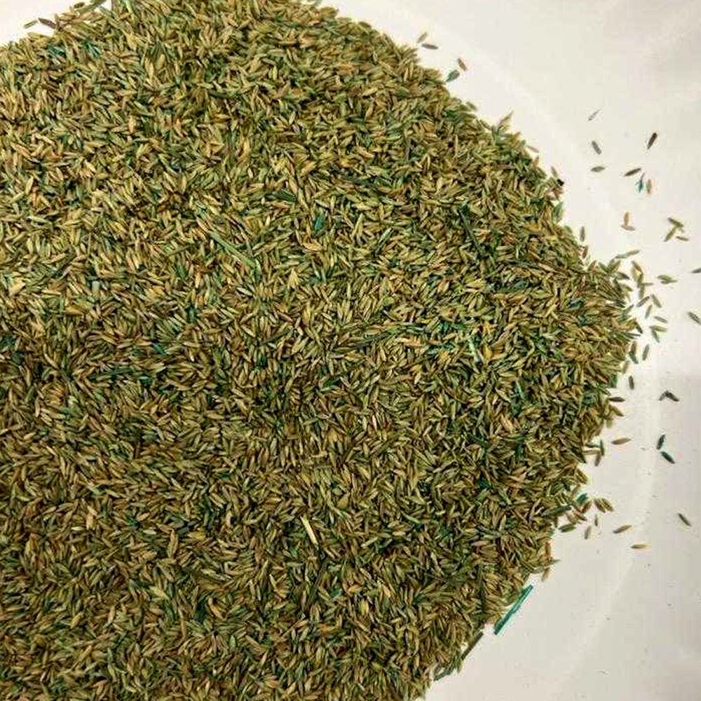 Scotts ProVista Kentucky Blue Grass Seed – LawnCareNut