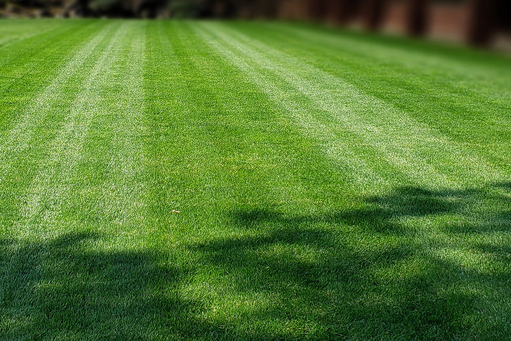 DIY Premium Double Dark Green Grass Seed - Cool Season Blend | MySoil ...
