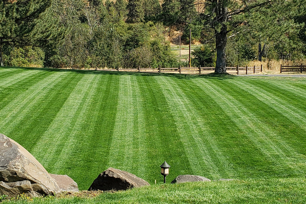 DIY Premium Double Dark Green Grass Seed - Cool Season Blend | MySoil ...
